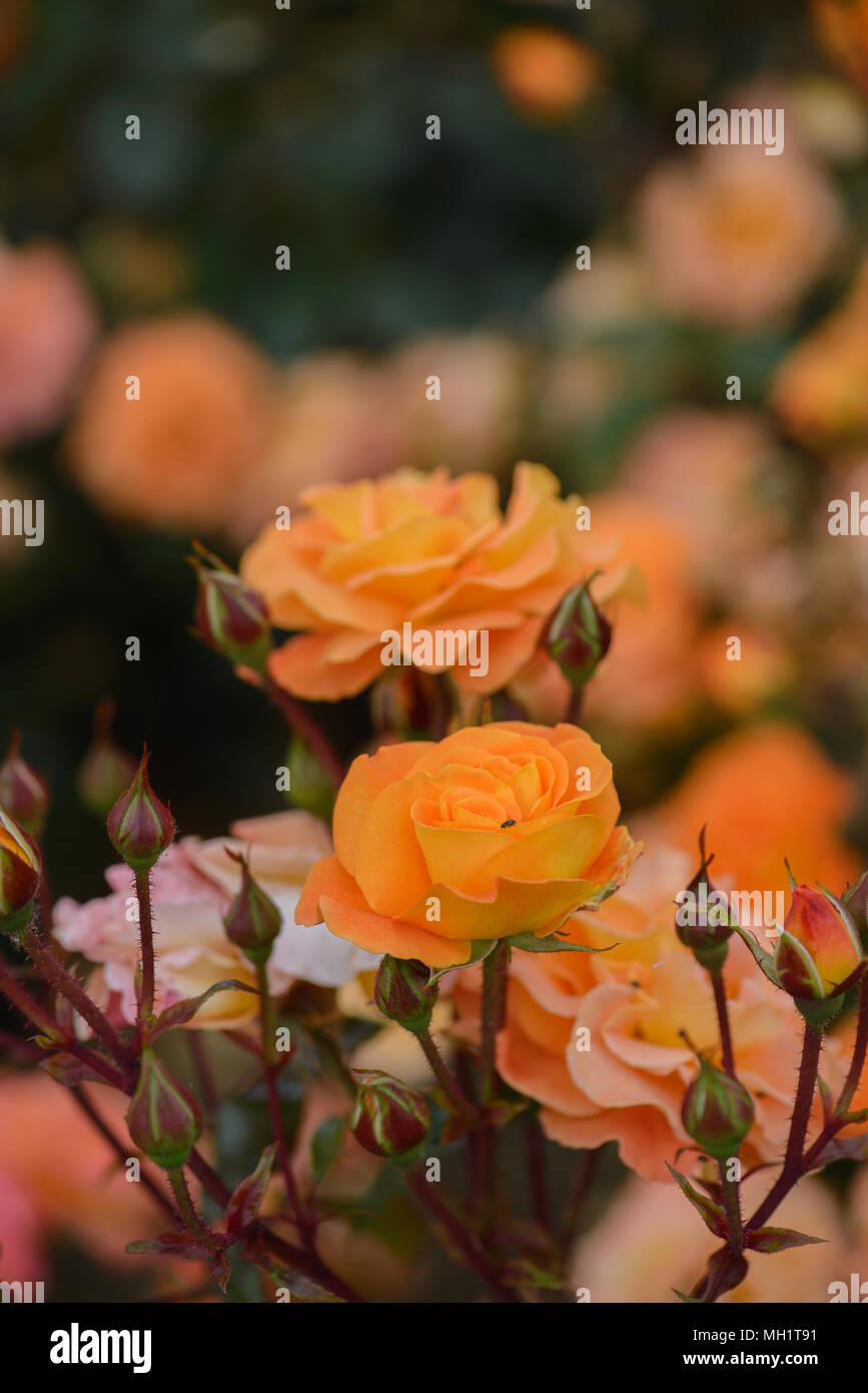 Rose Precious Amber Stock Photo - Alamy