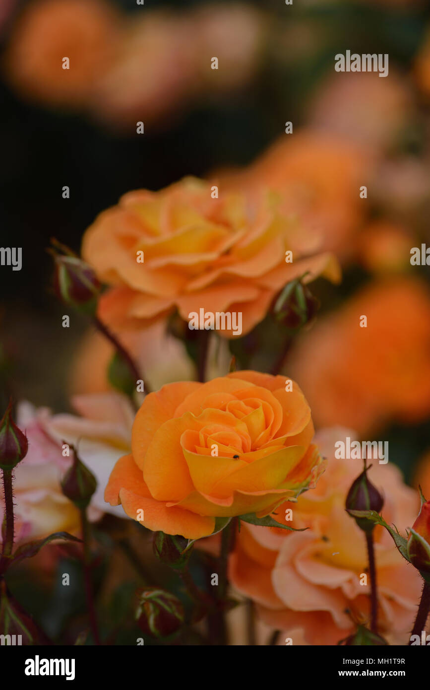 Rosa precious amber hi-res stock photography and images - Alamy