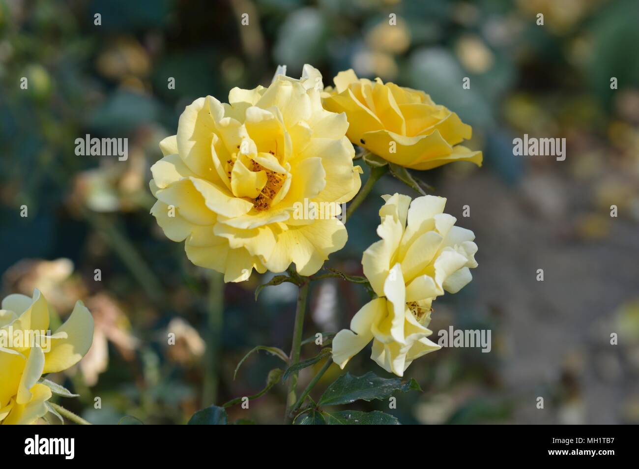 Rose Precious Gold Stock Photo - Alamy