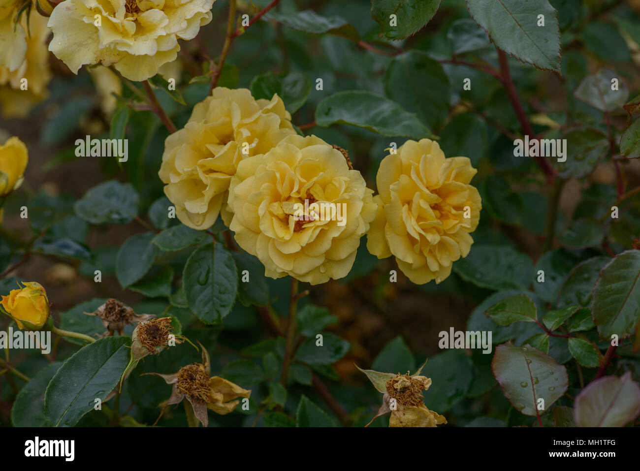 Rose Precious Gold Stock Photo - Alamy