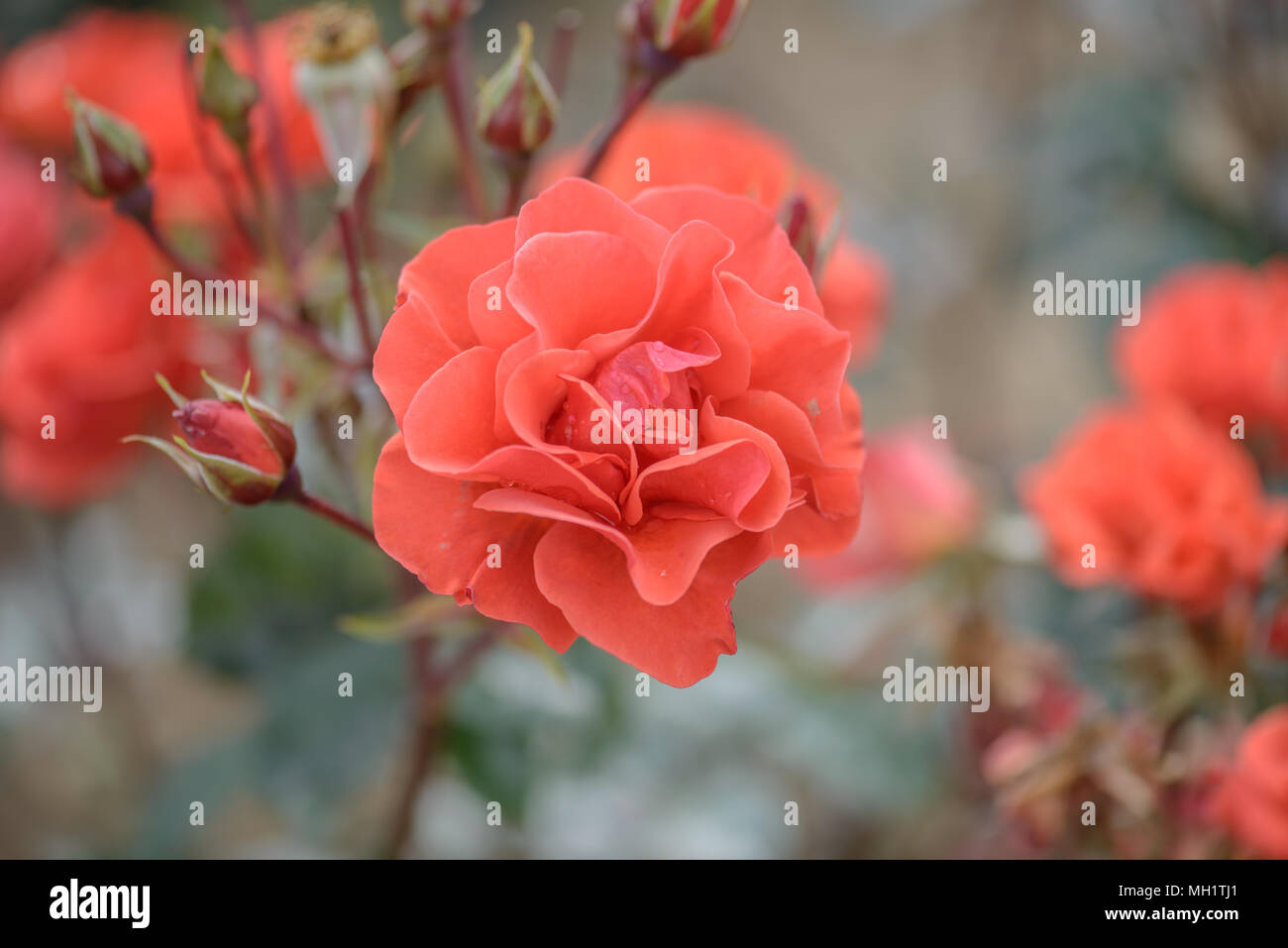 Precious time rose hi-res stock photography and images - Alamy