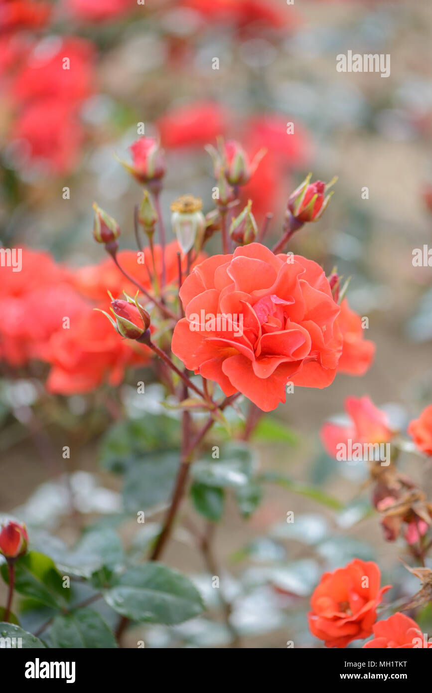 Precious love rose hi-res stock photography and images - Alamy