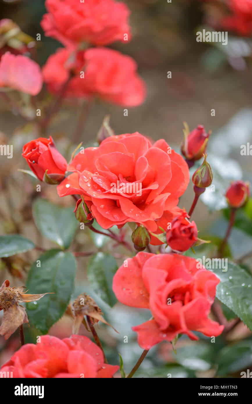 Precious time rose hi-res stock photography and images - Alamy
