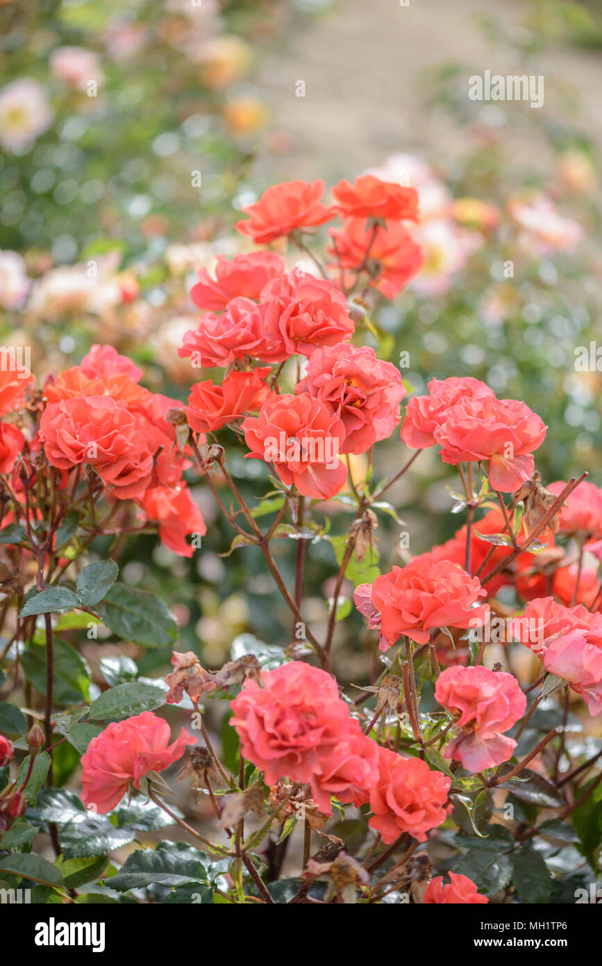 Rose precious Love Stock Photo - Alamy