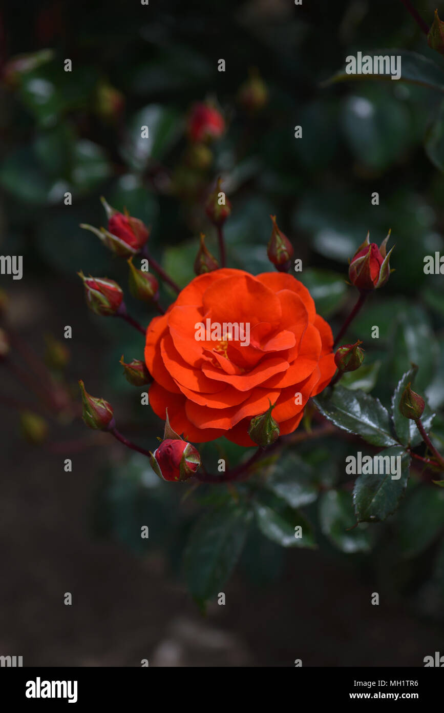 Precious time rose hi-res stock photography and images - Alamy