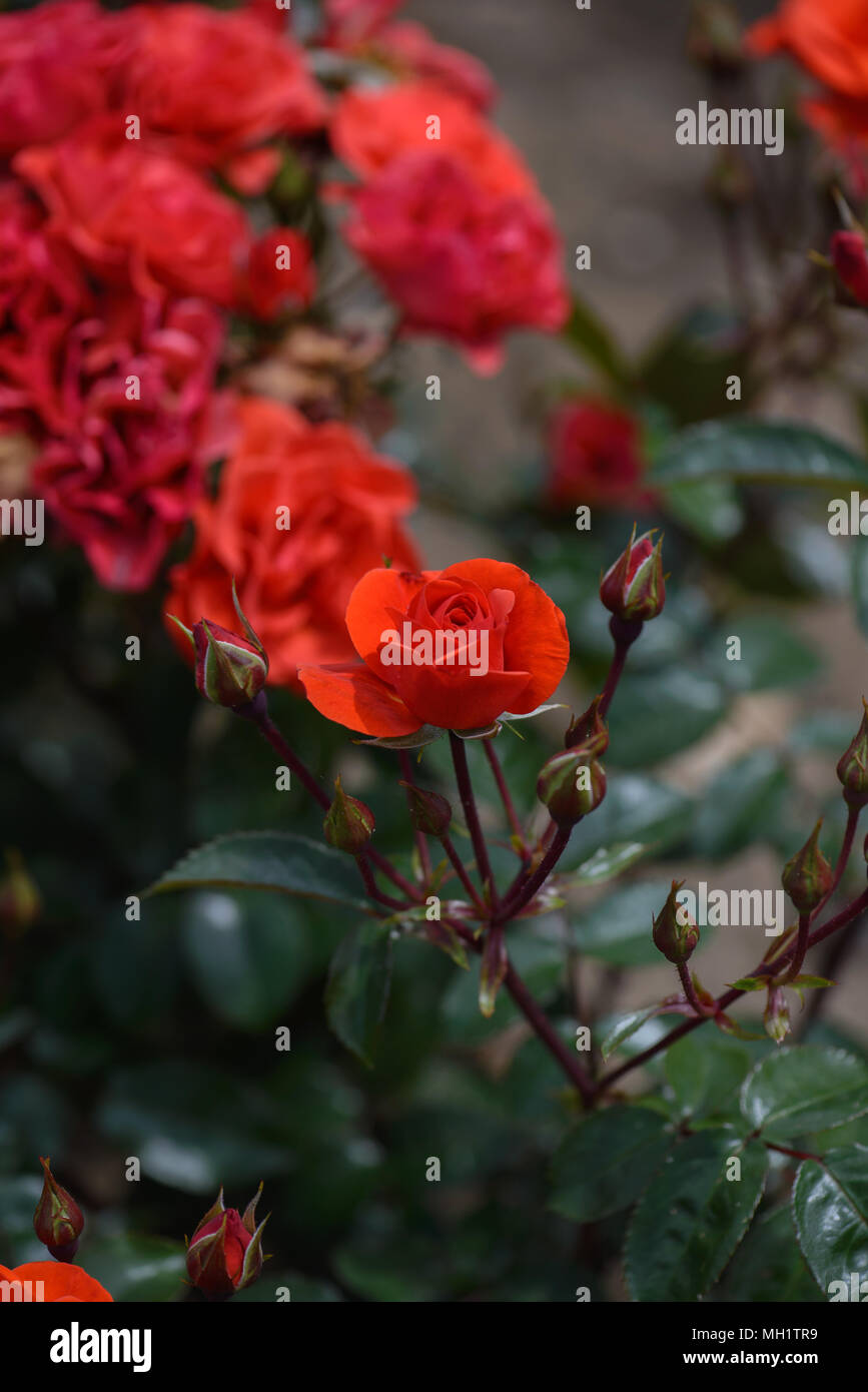 Rose precious Love Stock Photo - Alamy