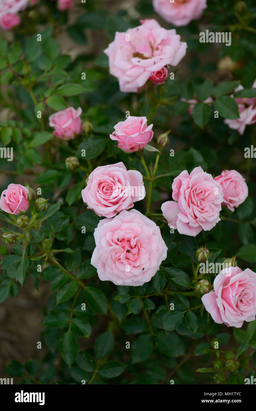 Rose pretty polly hi-res stock photography and images - Alamy