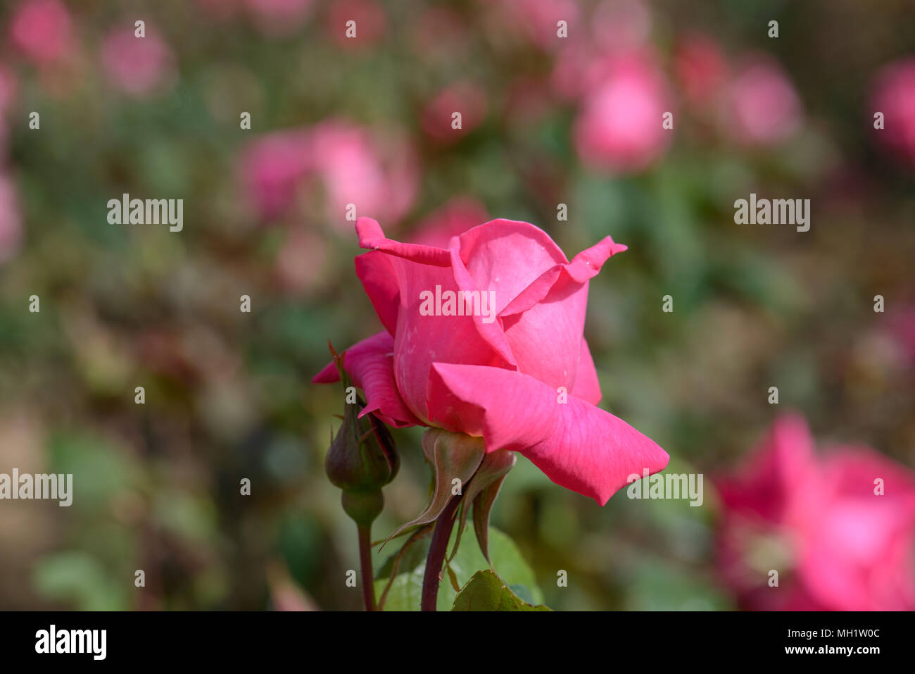 Ballerina rose bush hi-res stock photography and images - Alamy