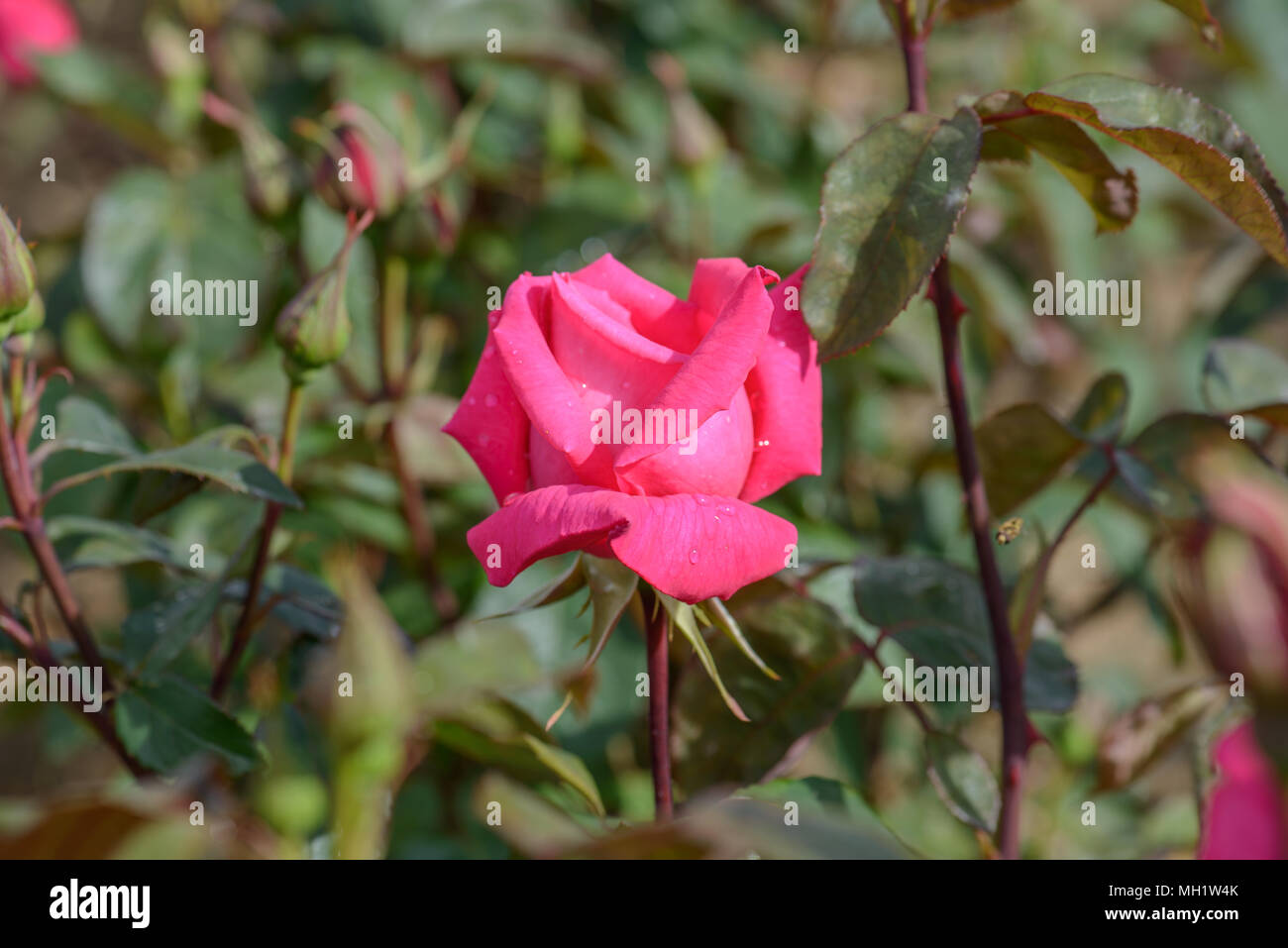 Rose Prima Ballerina Stock Photo - Alamy
