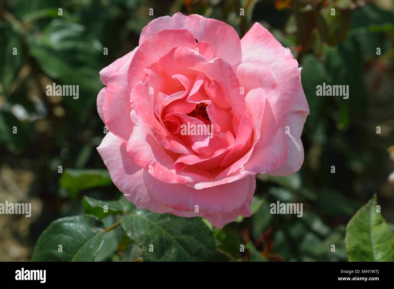 Rose Queen Elizabeth Stock Photo - Alamy