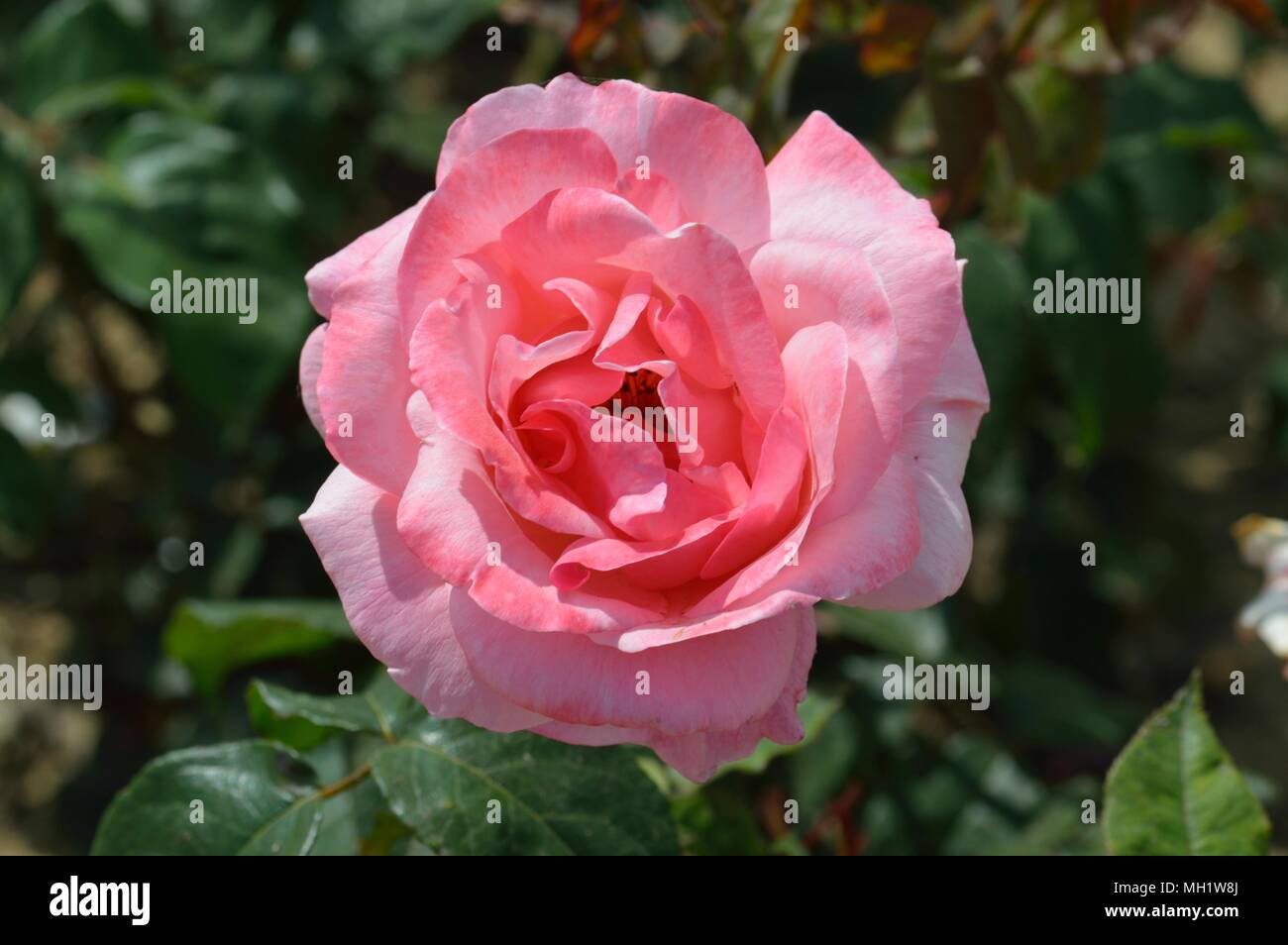 Rosa The Queen Elizabeth High Resolution Stock Photography and Images ...