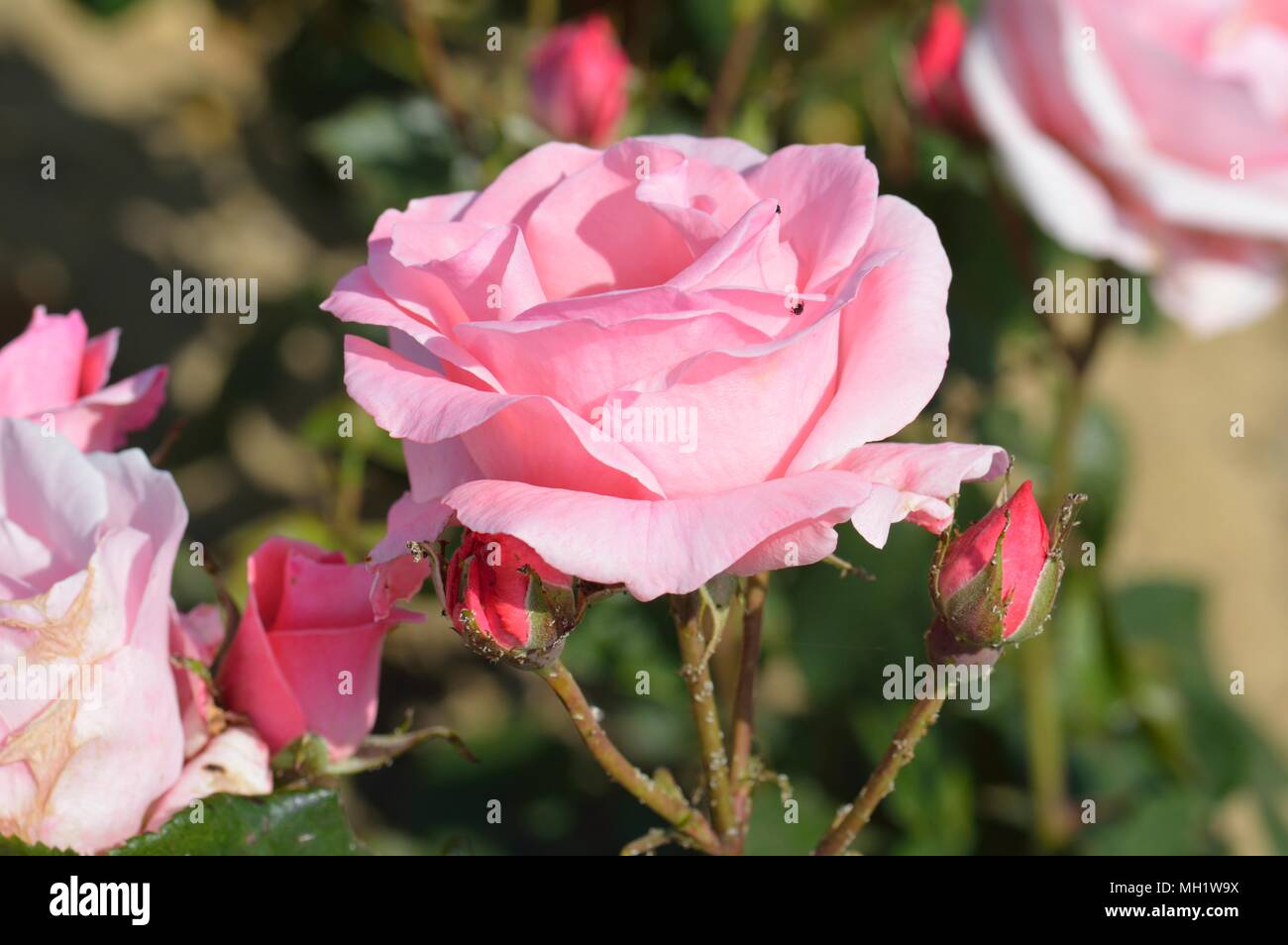 Rose Queen Elizabeth Stock Photo - Alamy