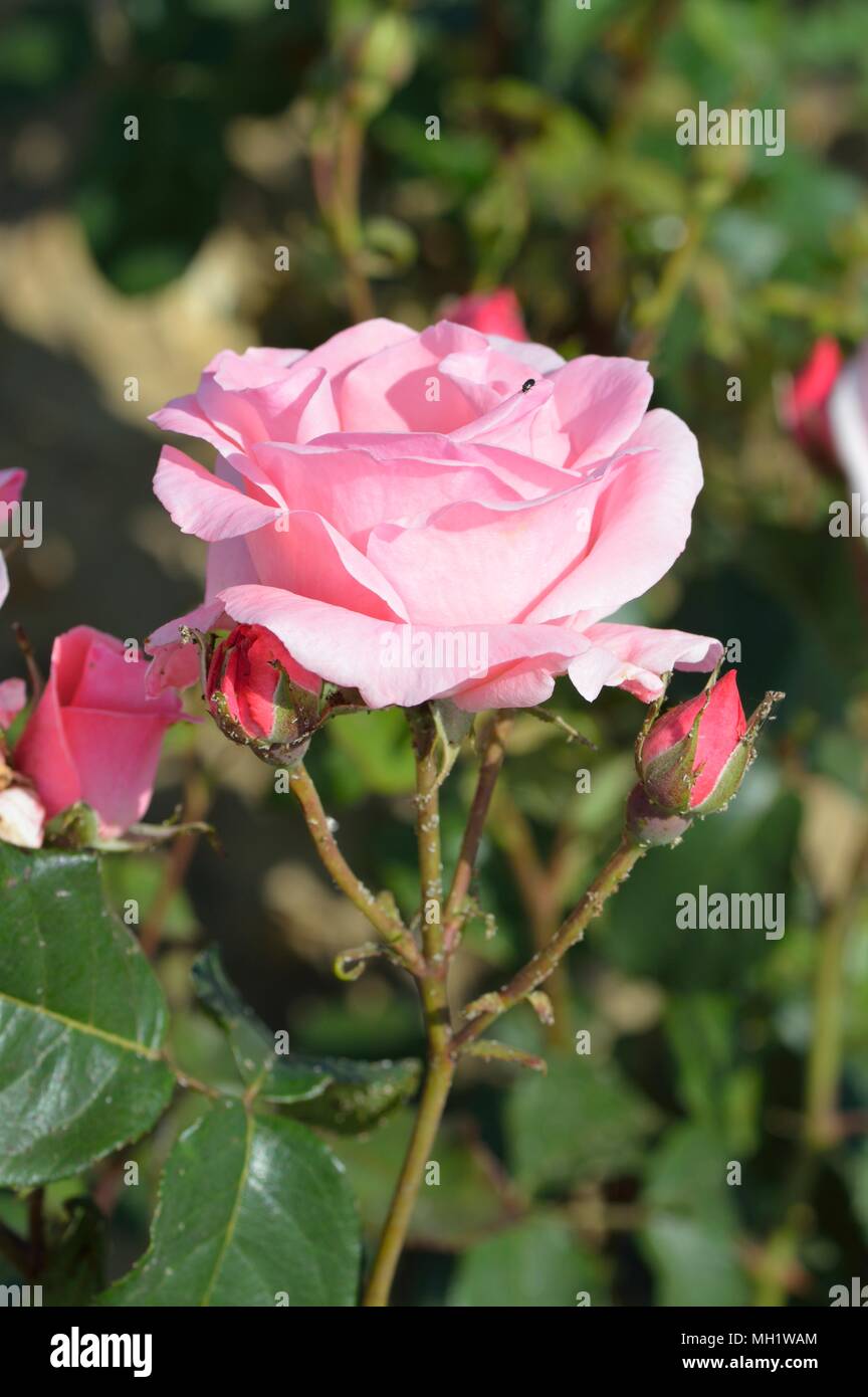 Rose Queen Elizabeth Stock Photo - Alamy