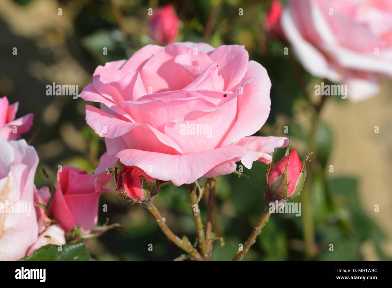 Rose Queen Elizabeth Stock Photo - Alamy