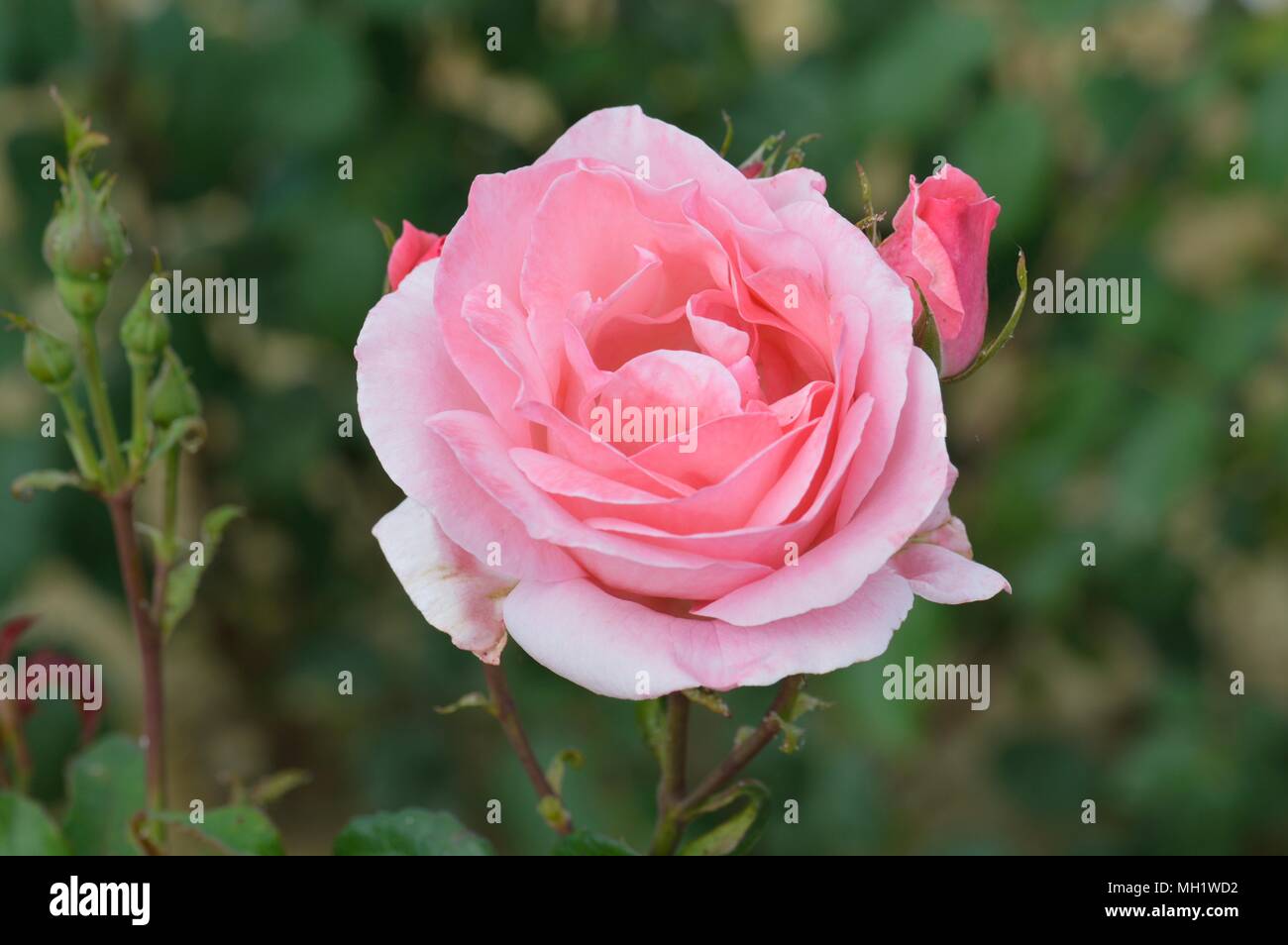 Rose Queen Elizabeth Stock Photo - Alamy