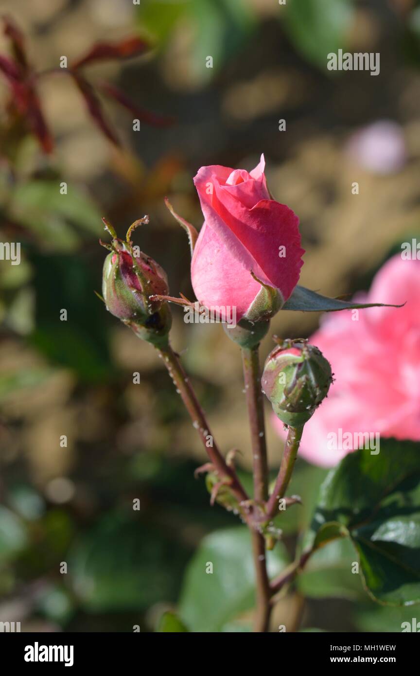 Queen elizabeth rose bush hi-res stock photography and images - Alamy