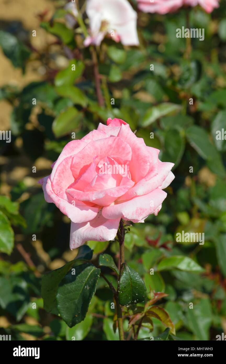 Rose Queen Elizabeth Stock Photo - Alamy