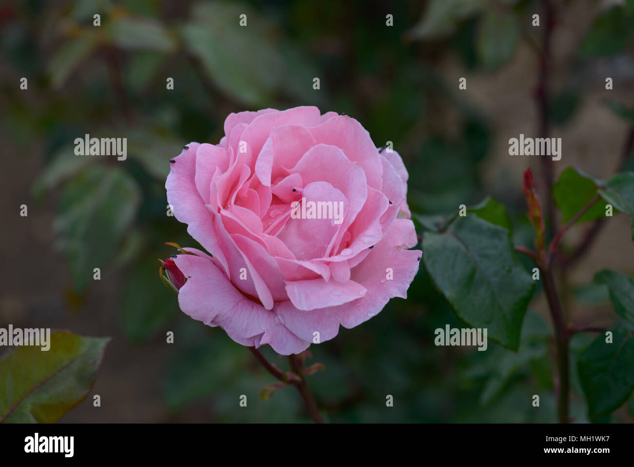 Rose Queen Elizabeth Stock Photo - Alamy