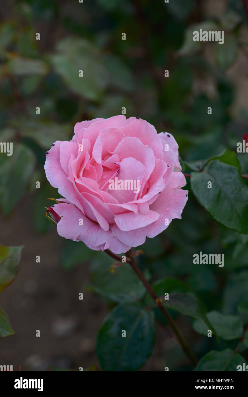 Elizabeth rosa hi-res stock photography and images - Alamy