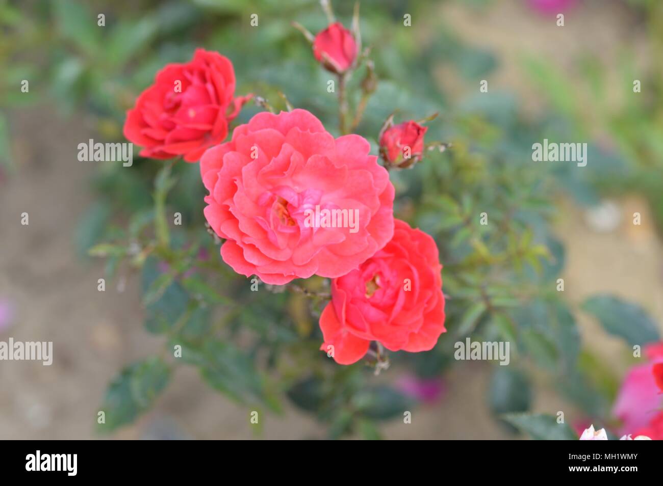 Delicate raspberry rose petals hi-res stock photography and images - Alamy