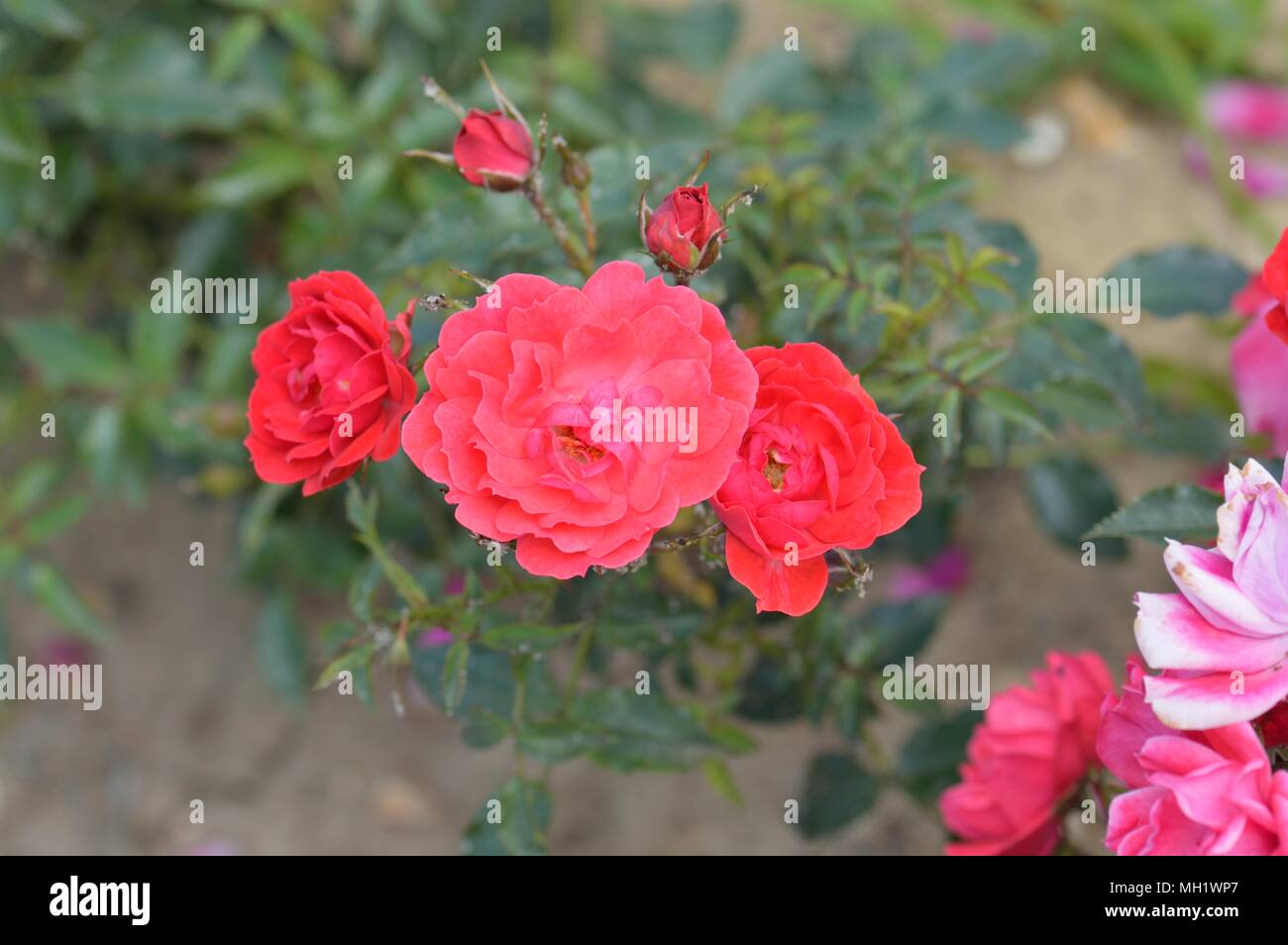 Delicate raspberry rose petals hi-res stock photography and images - Alamy