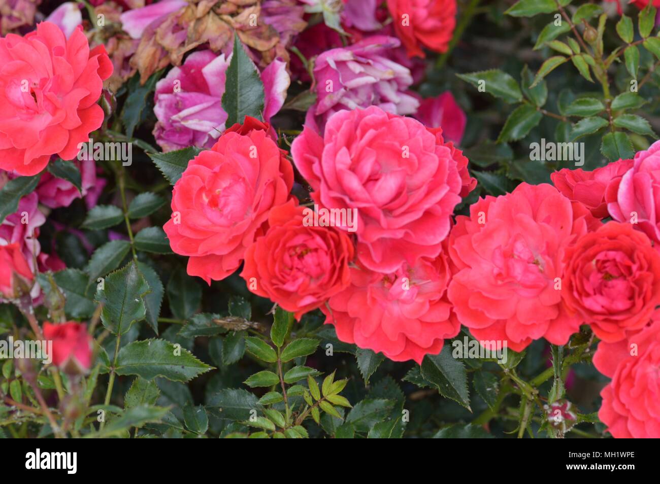 Delicate raspberry rose petals hi-res stock photography and images - Alamy