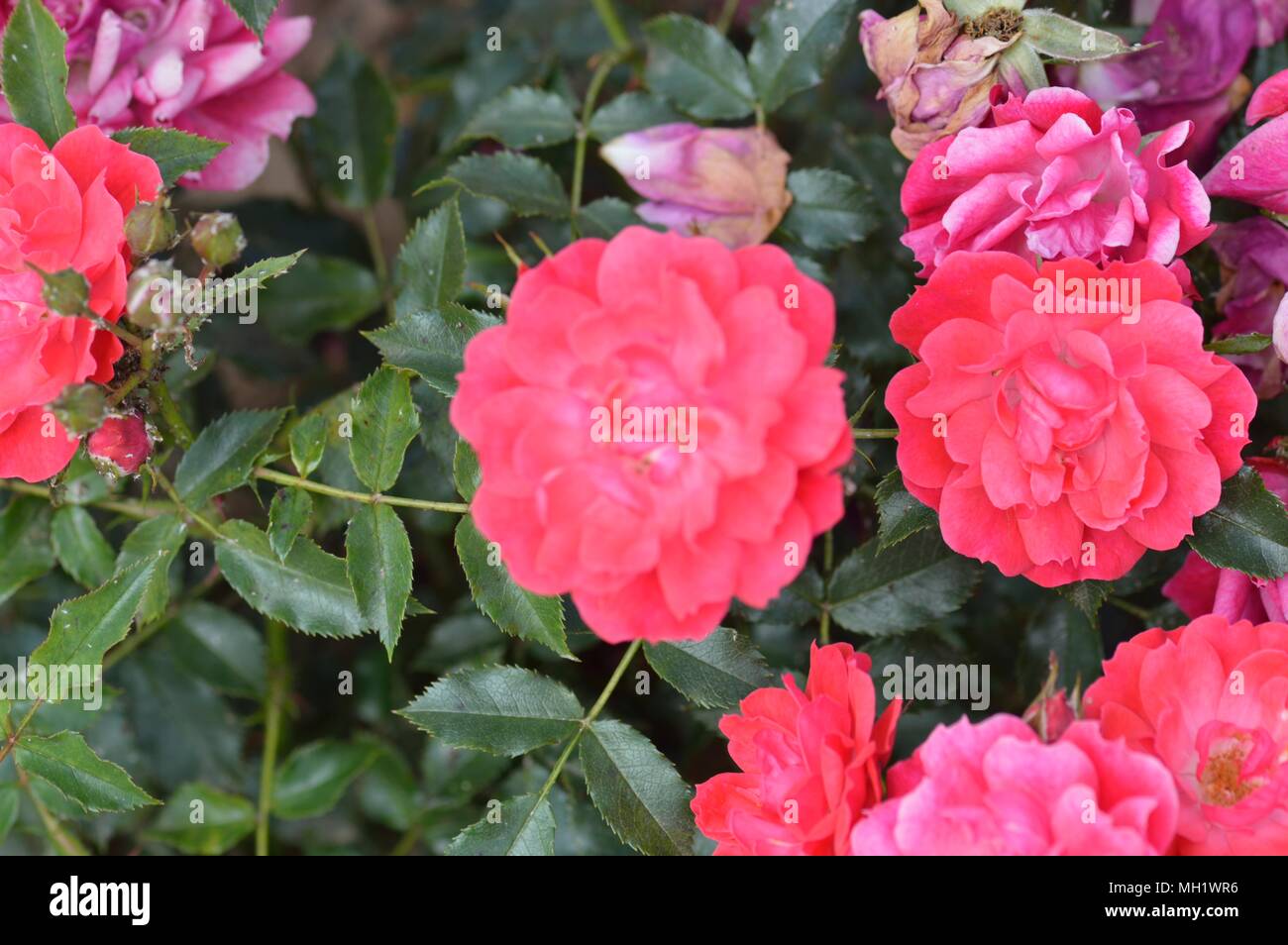Delicate raspberry rose petals hi-res stock photography and images - Alamy