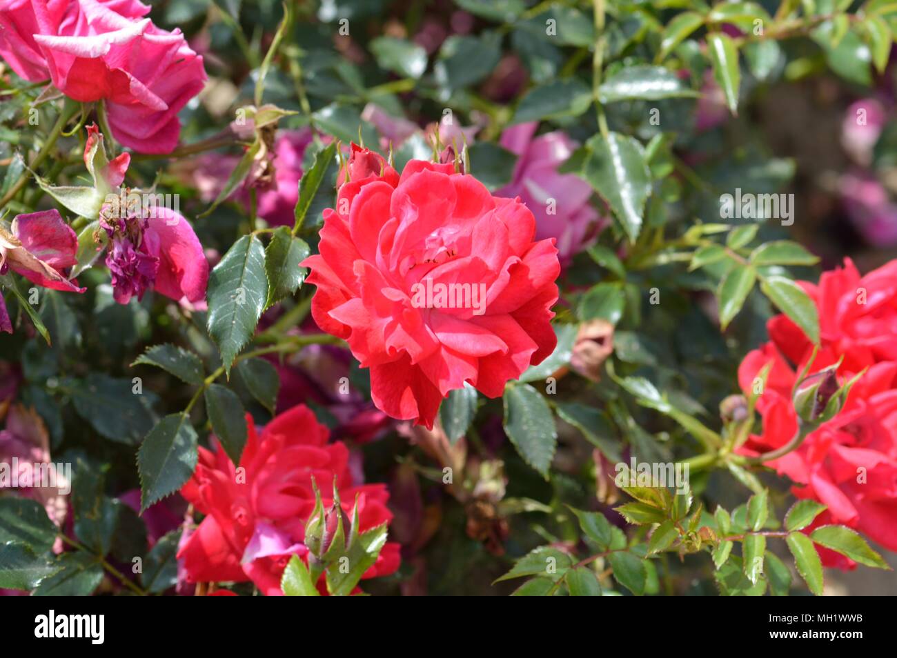 Delicate raspberry rose petals hi-res stock photography and images - Alamy