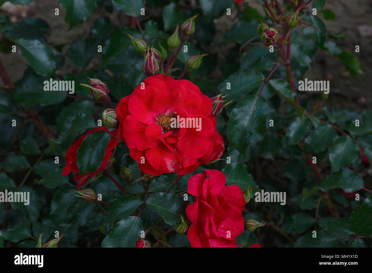 Finesse rose hi-res stock photography and images - Alamy