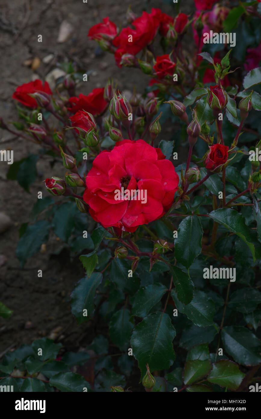 Rose finesse hi-res stock photography and images - Alamy