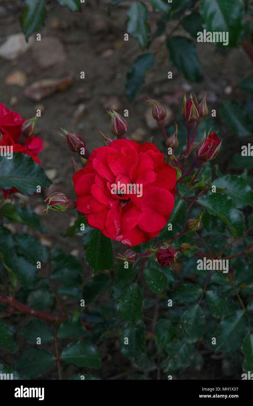 Finesse rose hi-res stock photography and images - Alamy