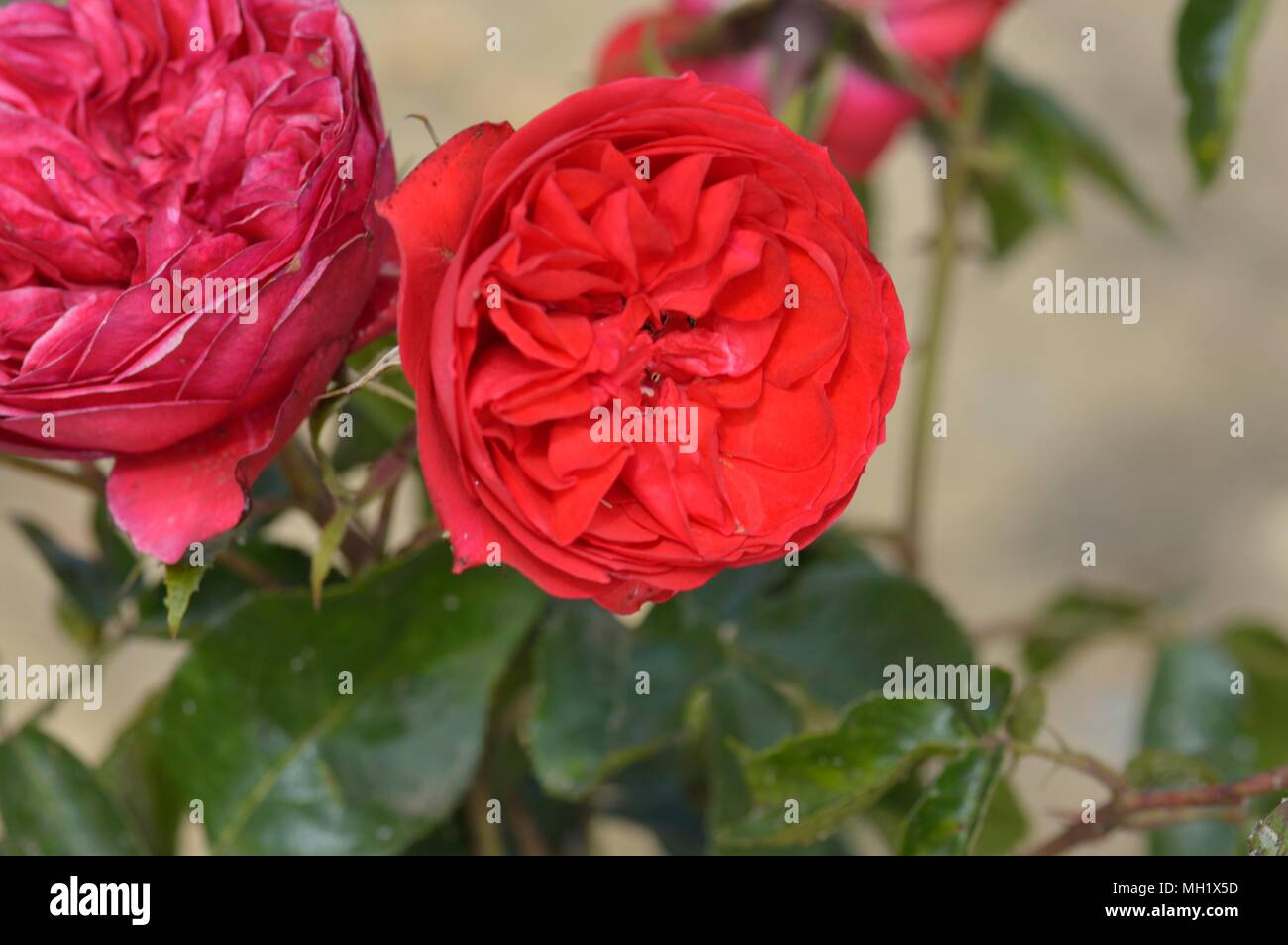Rose Red Letter Day Stock Photo - Alamy
