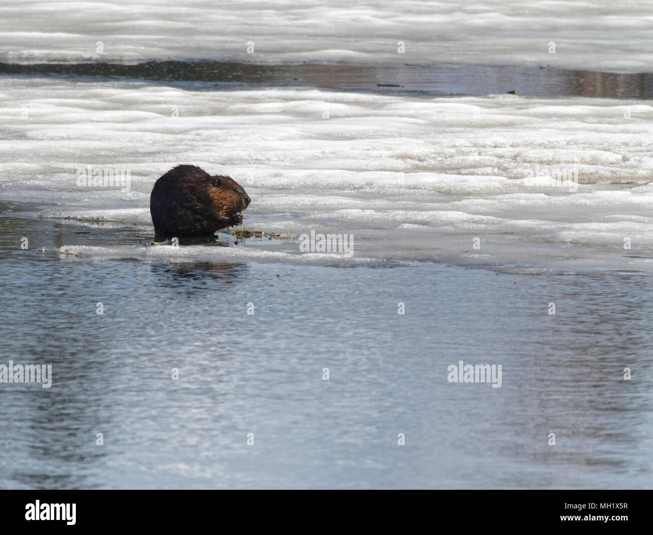 Beaver in ice hi-res stock photography and images - Alamy