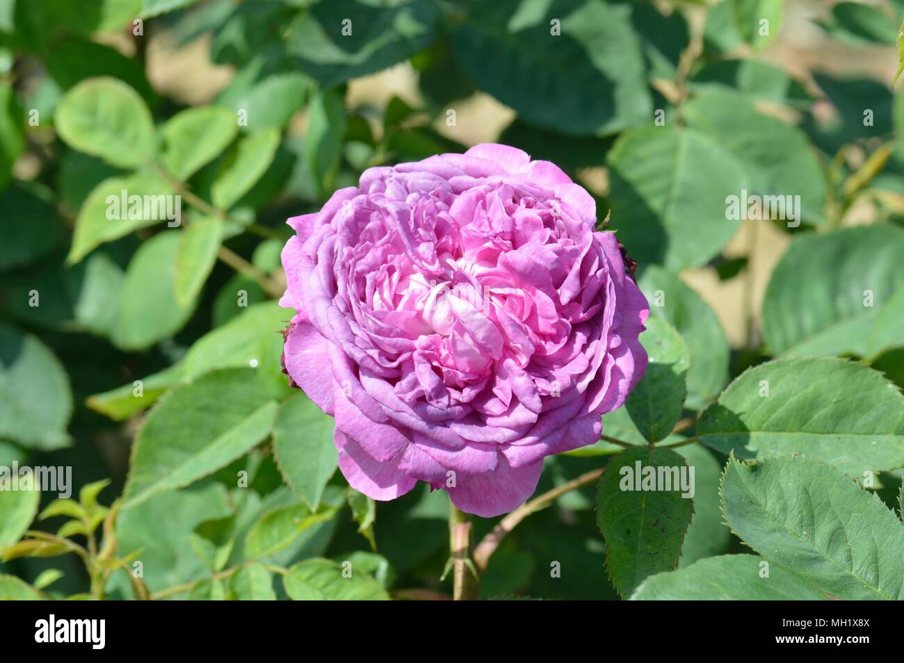 Rose Reine De Violettes Stock Photo - Alamy