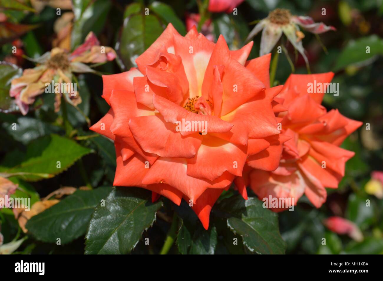 Rose Remember Me Stock Photo - Alamy