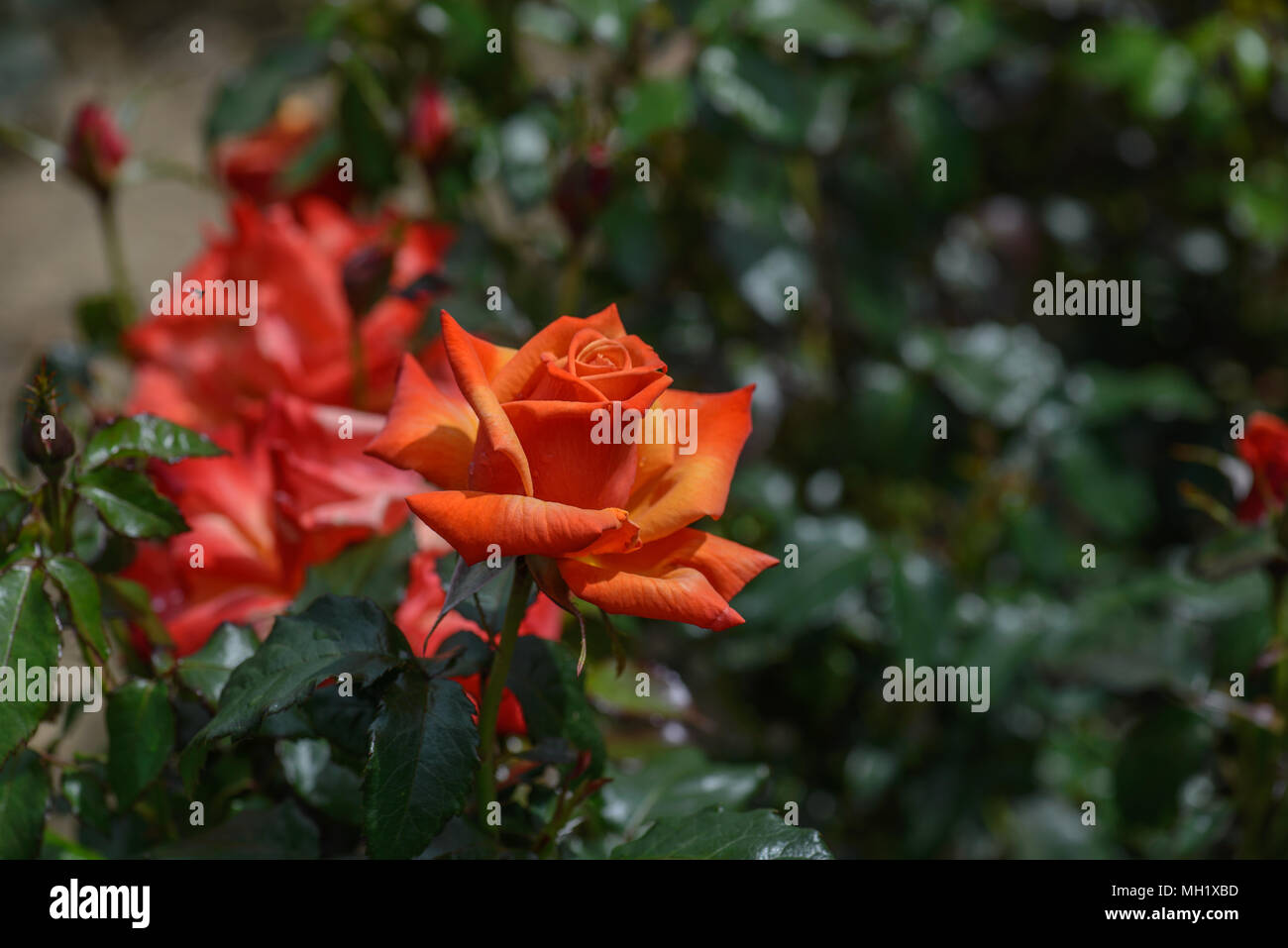 Rose remember me flower hi-res stock photography and images - Alamy