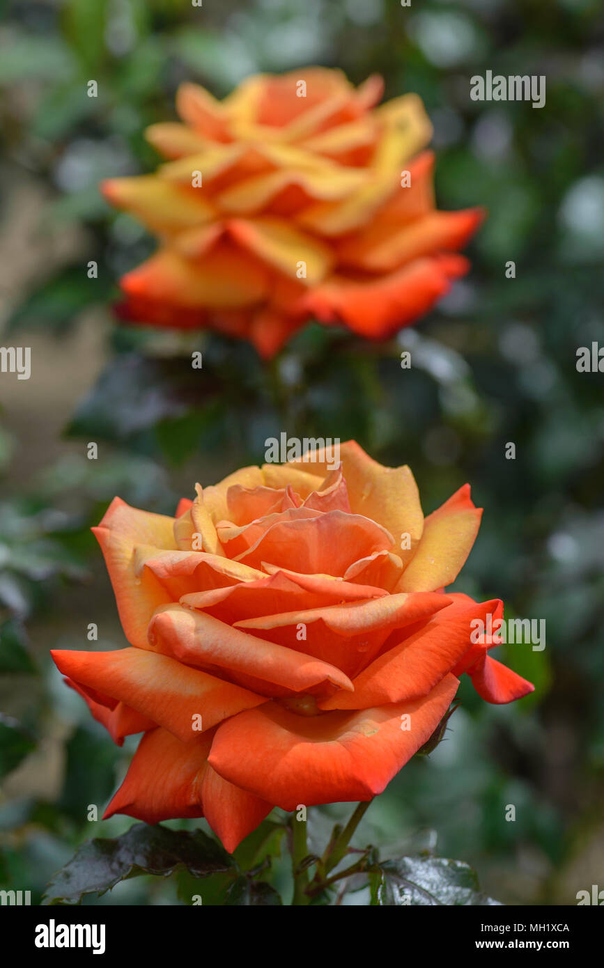 Rosa scent to remember hi-res stock photography and images - Alamy