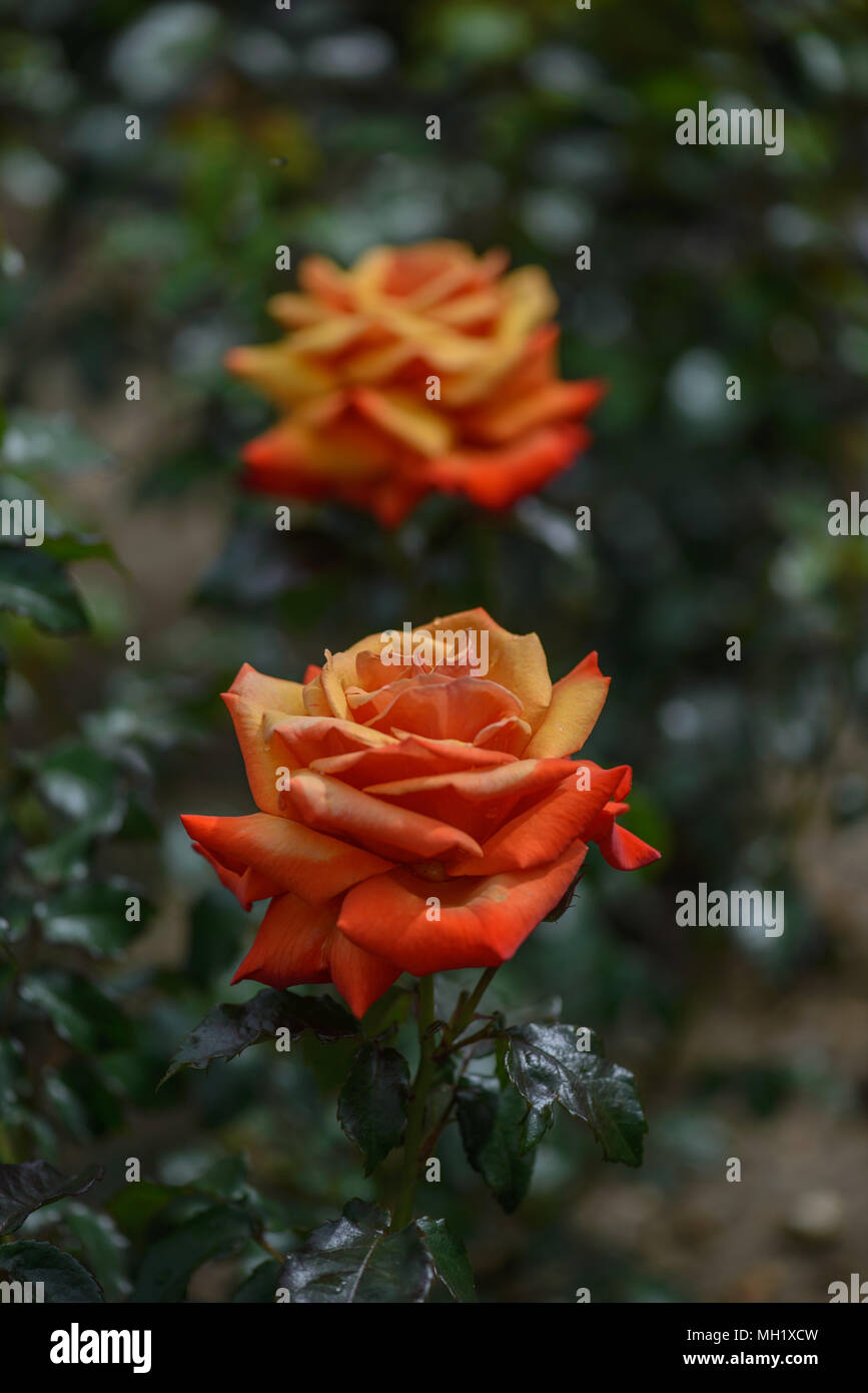 Rosa scent to remember hi-res stock photography and images - Alamy