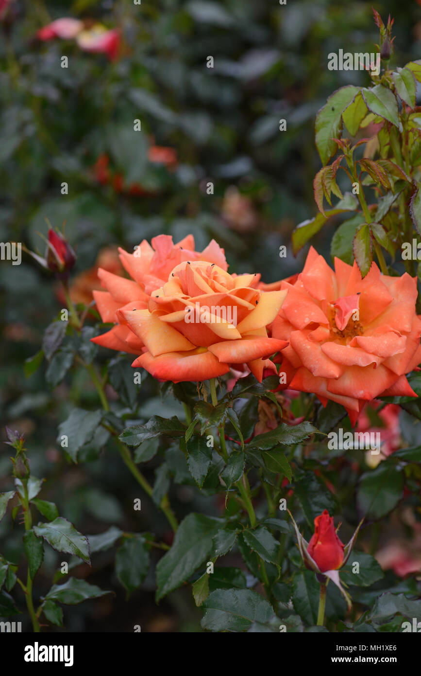 Rose Remember Me Stock Photo - Alamy