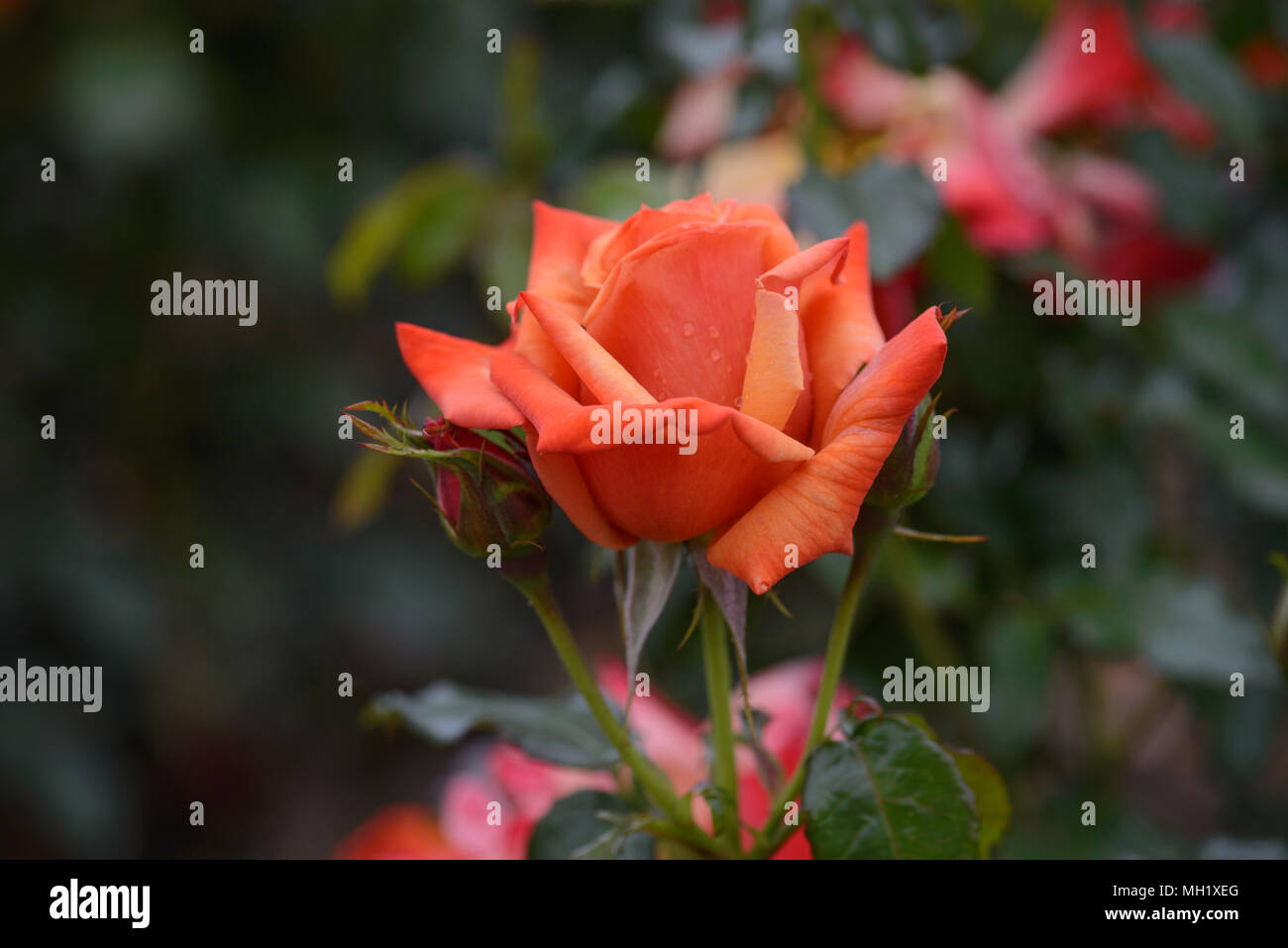 Rose remember me flower hi-res stock photography and images - Alamy