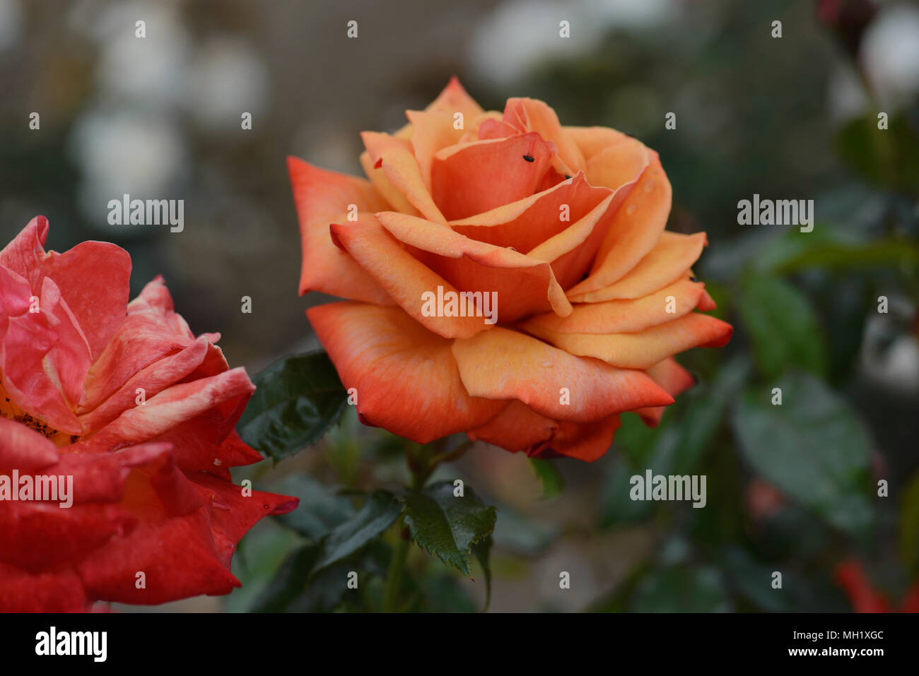 Rose Remember Me Stock Photo - Alamy