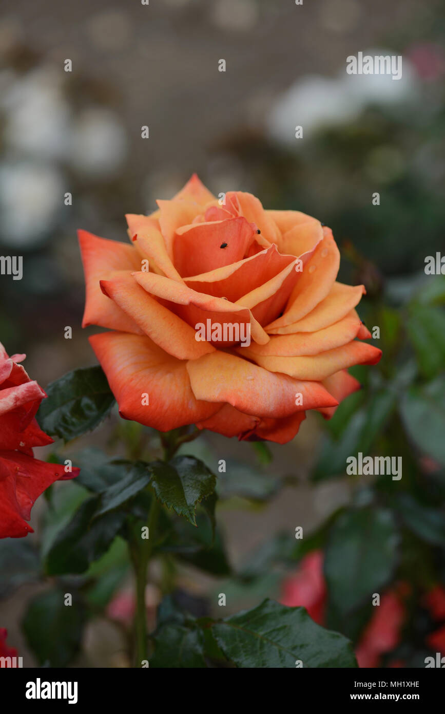 Scent to remember hi-res stock photography and images - Alamy