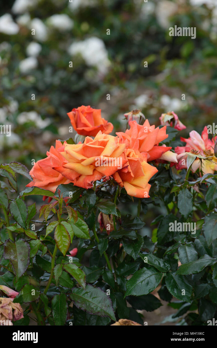 Rose Remember Me Stock Photo - Alamy