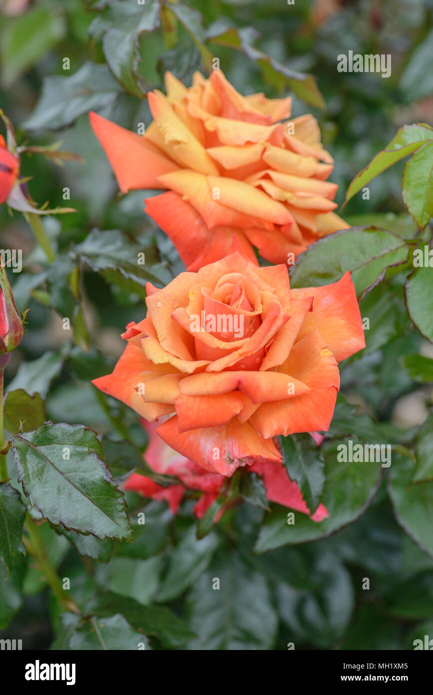 Rose remember me flower hi-res stock photography and images - Alamy