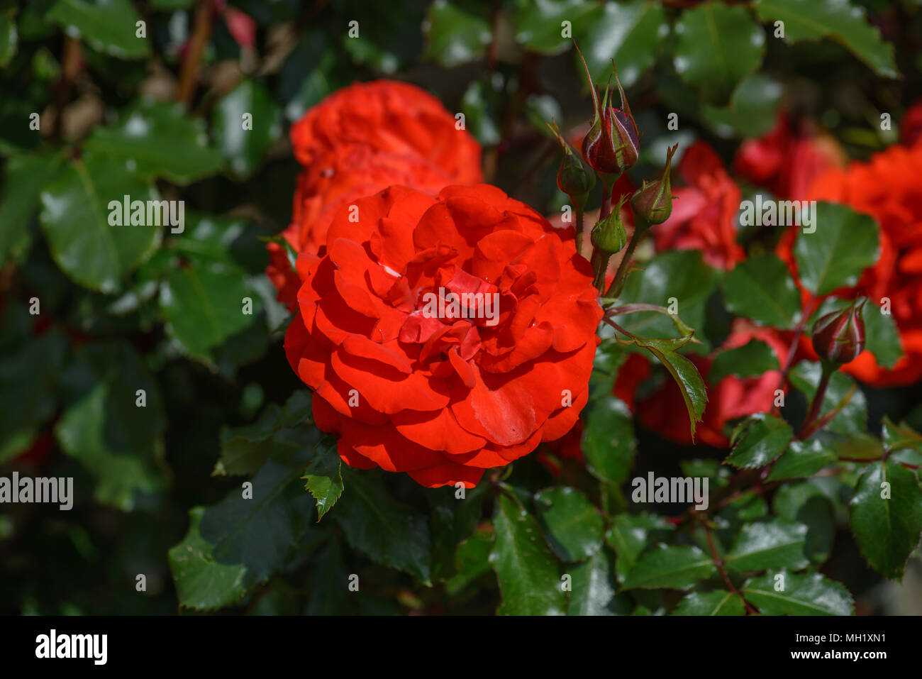 Flower of rememberance hi-res stock photography and images - Alamy
