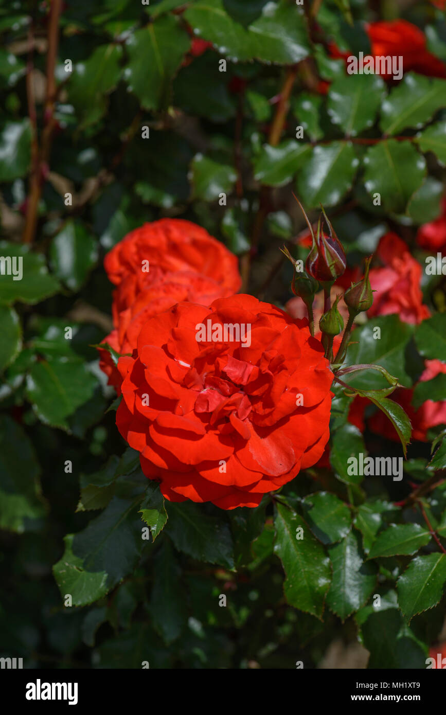Flower of rememberance hi-res stock photography and images - Alamy