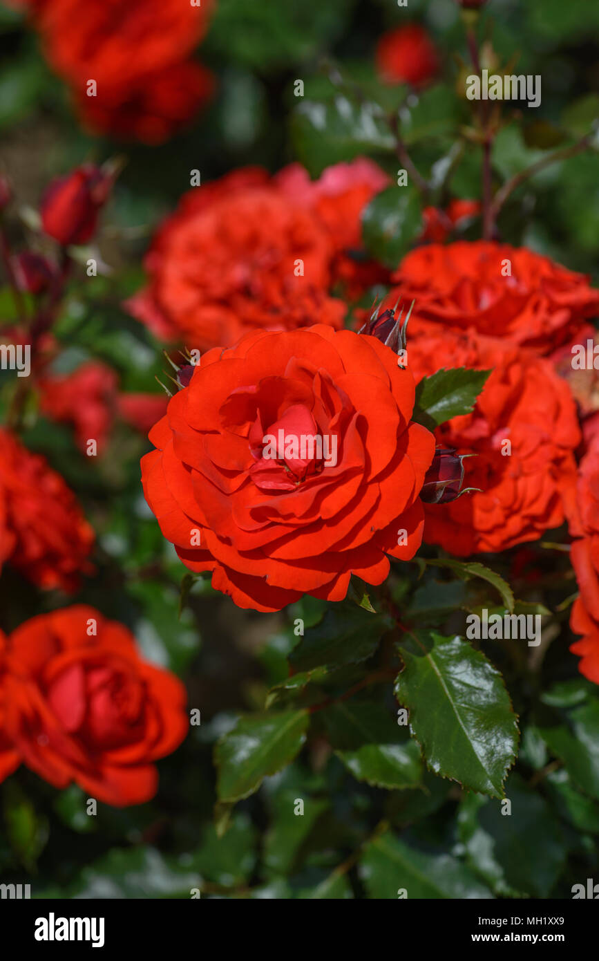Flower of rememberance hi-res stock photography and images - Alamy
