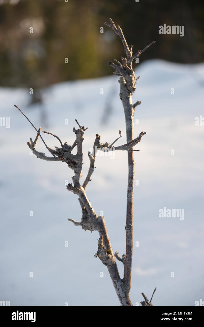 Sapling forest close up hi-res stock photography and images - Alamy