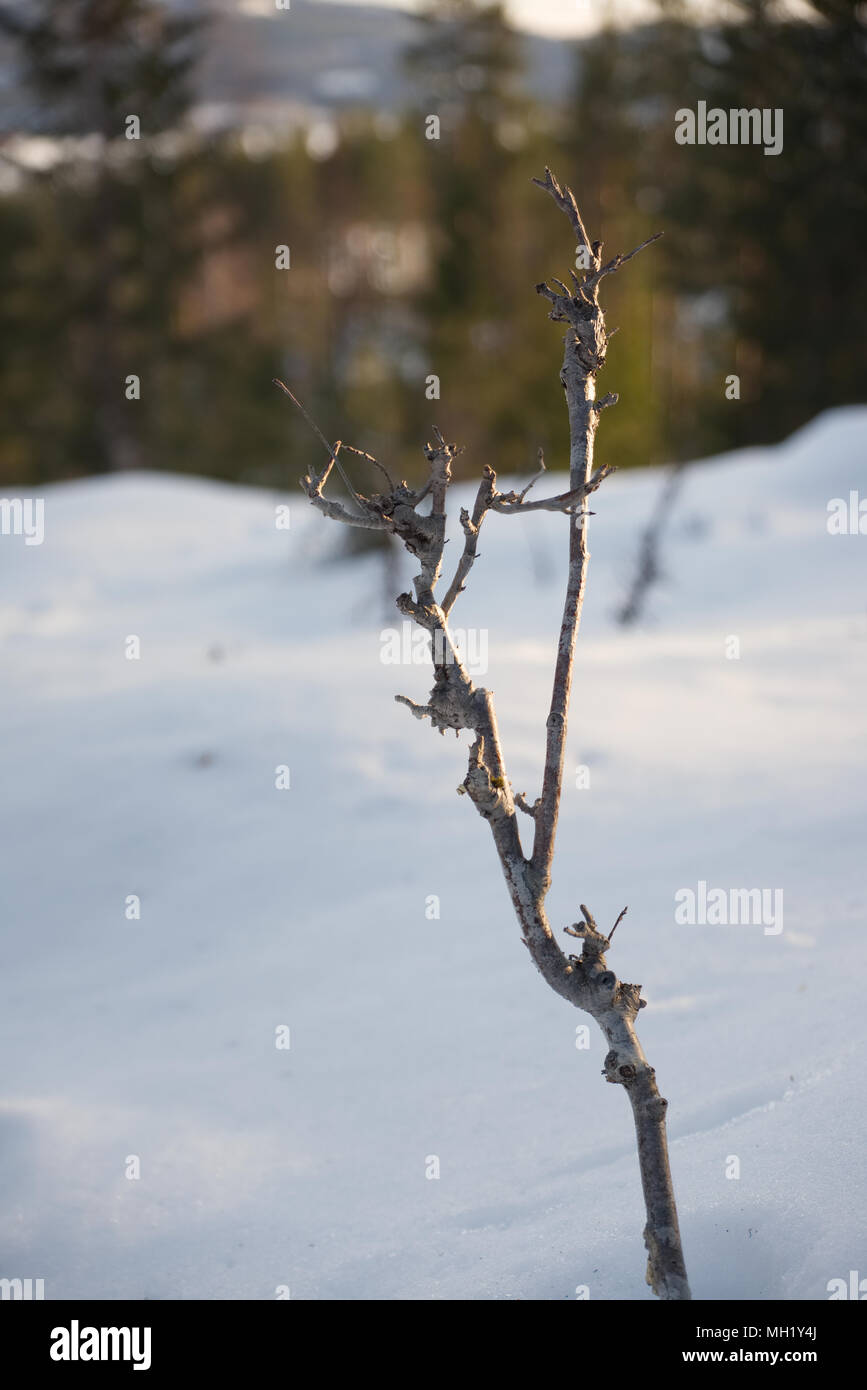 One tree stick hi-res stock photography and images - Alamy