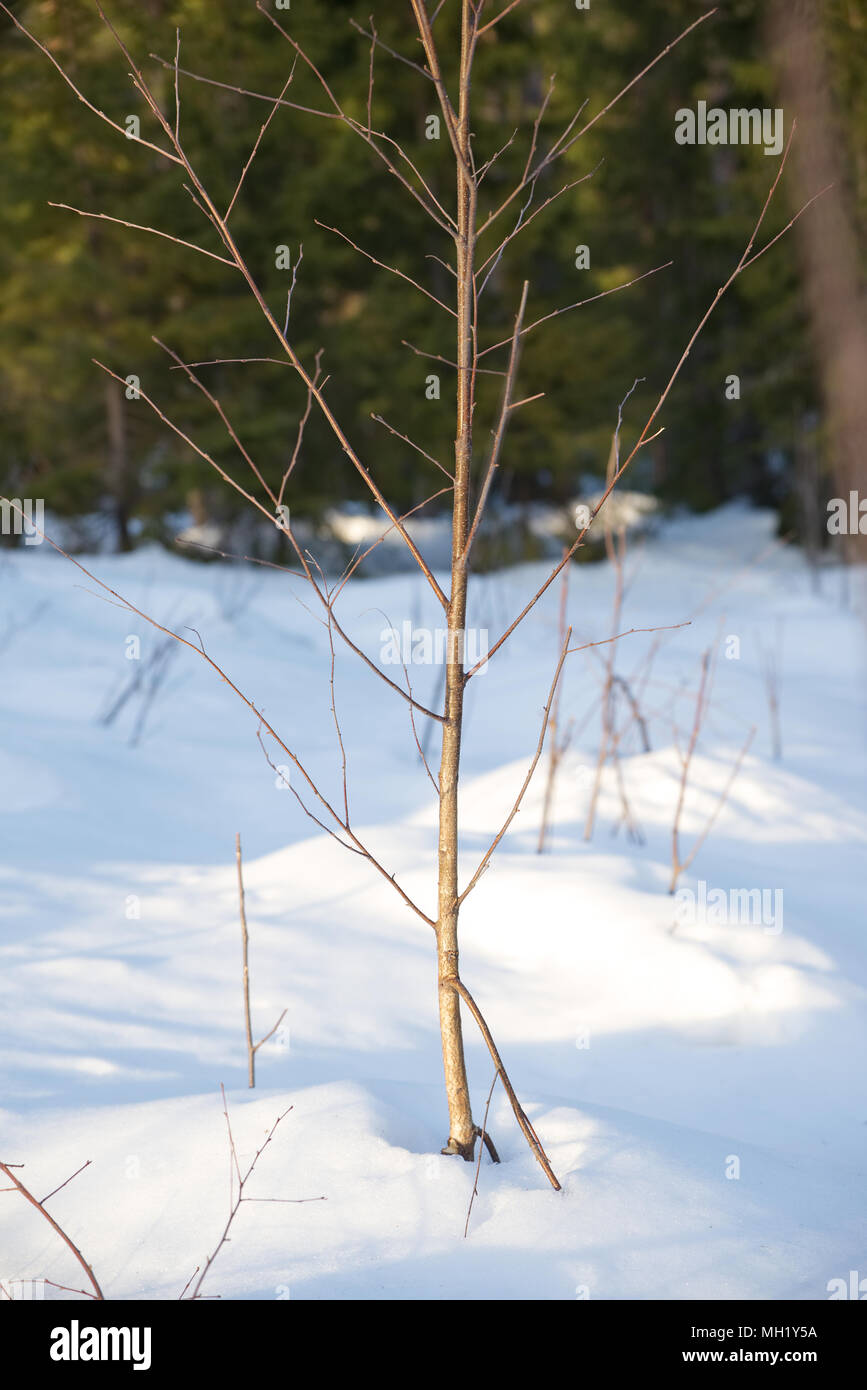 One tree stick hi-res stock photography and images - Alamy